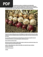 Cabbage Production JICA | PDF | Plant Nursery | Cabbage