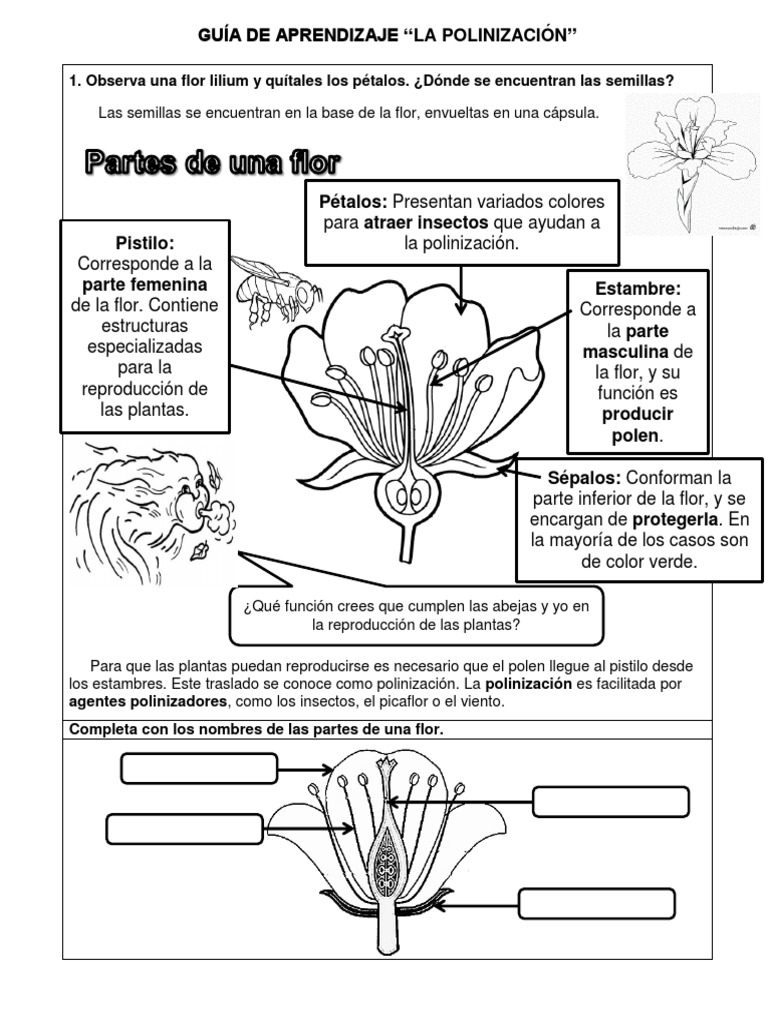 La Flor | PDF | Flores | Polinización
