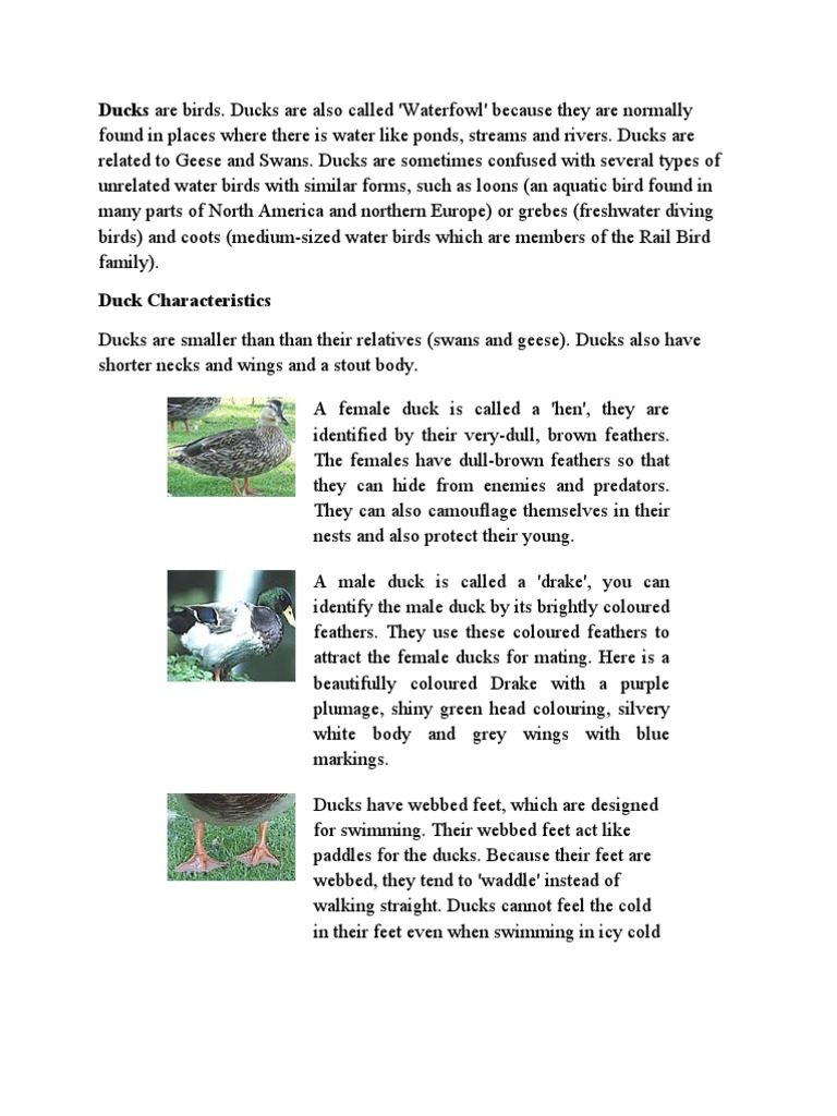 Fascinating Facts About Ducks | PDF | Duck | Feather
