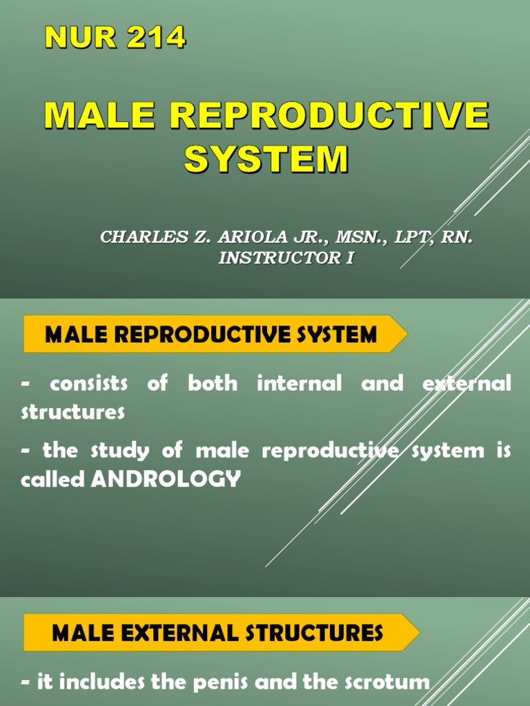 Male Reproductive System | Download Free PDF | Testicle | Sexual Anatomy