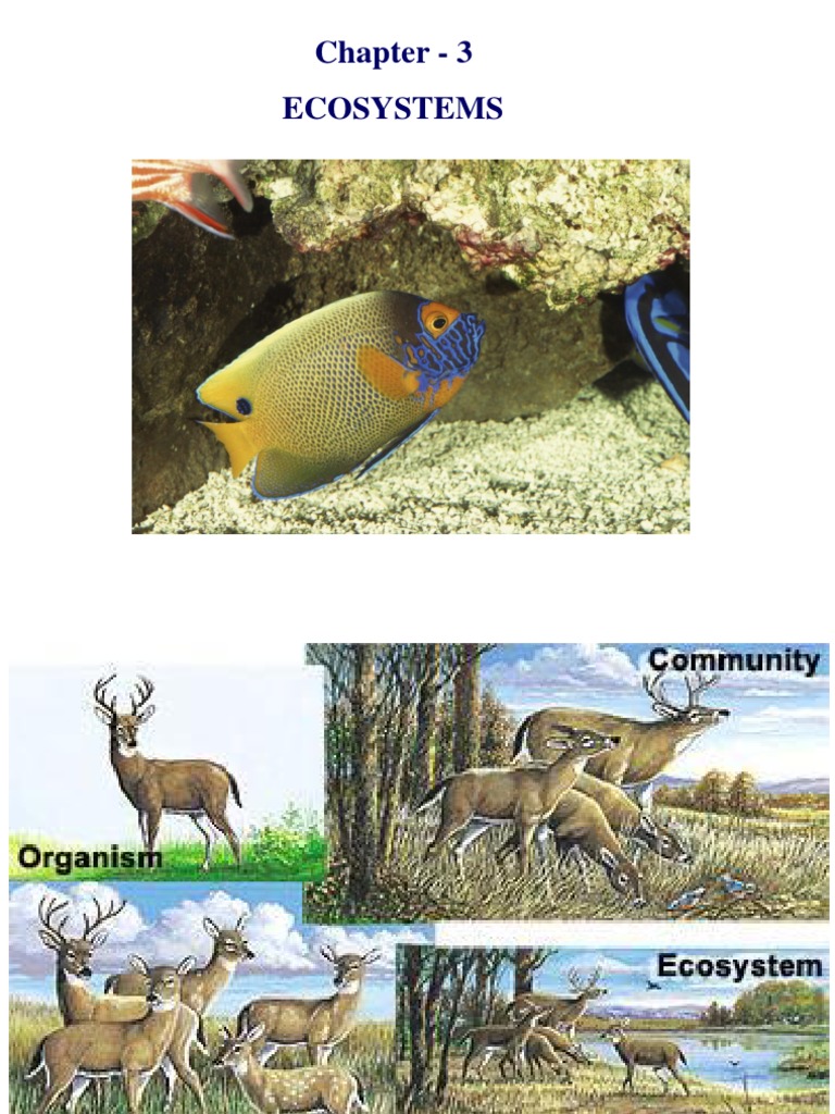Ecosystems Chapter - 3 | PDF | Food Web | Ecosystem