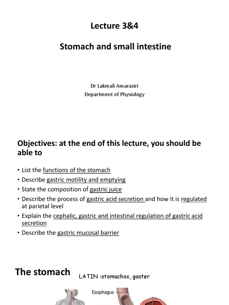 GIT Physiology Stomach & Small Intestine | PDF | Stomach | Digestion
