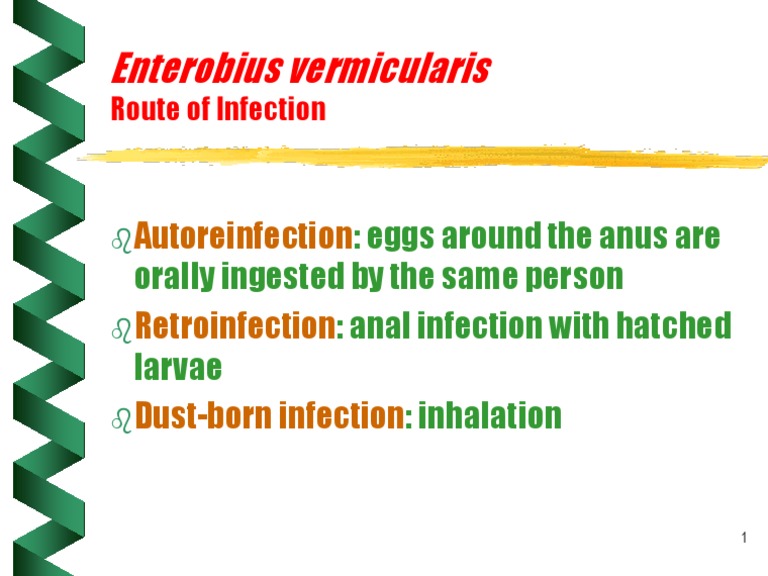 KPR 132 Enterobius Vermicularis | PDF