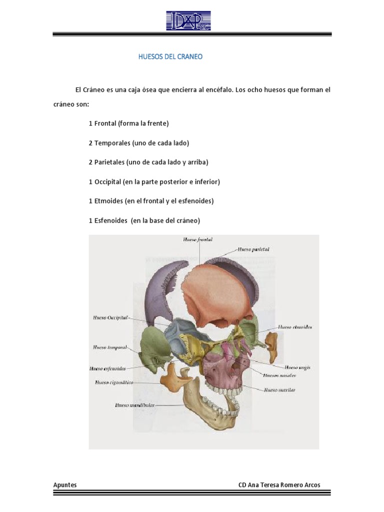 Huesos Del Craneo | PDF | Cráneo | Anatomía