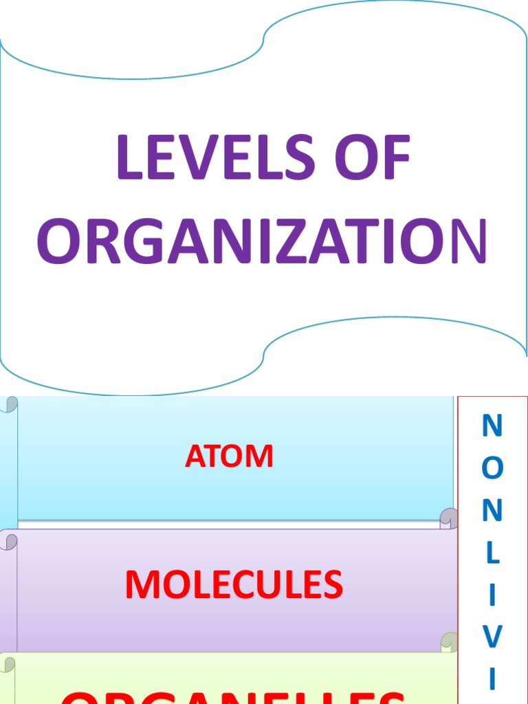 Levels of Organization | PDF