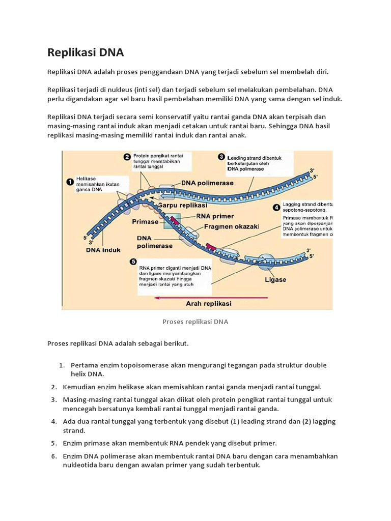 Proses dan Enzim Replikasi DNA | PDF