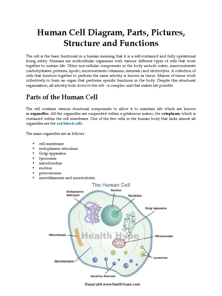 Human Cell Diagram and Sickle Cell PDF | PDF | Endoplasmic Reticulum ...