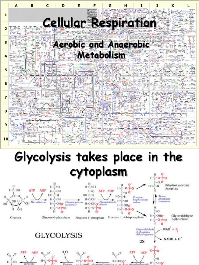 Cellular Respiration: Aerobic and Anaerobic Metabolism | PDF