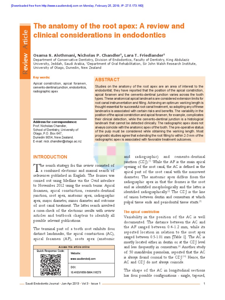 Anat of Root Apex - Review Article | PDF | Human Tooth | Tooth