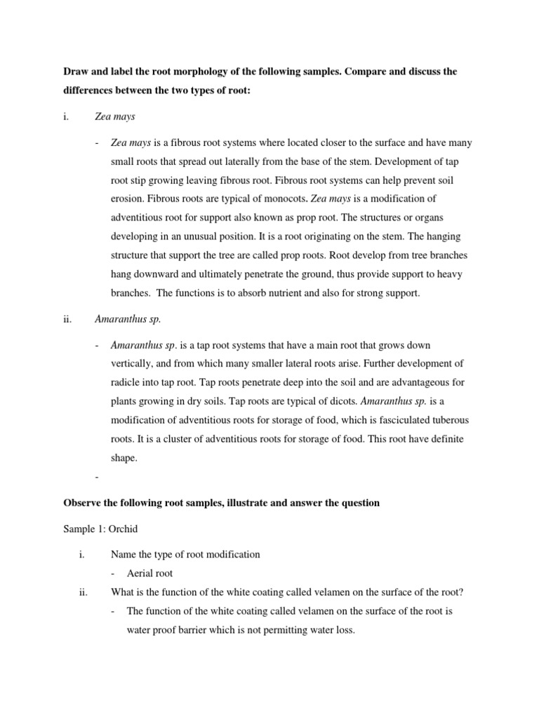 Practical 3 Botany Drawing | PDF | Botany | Plant Morphology