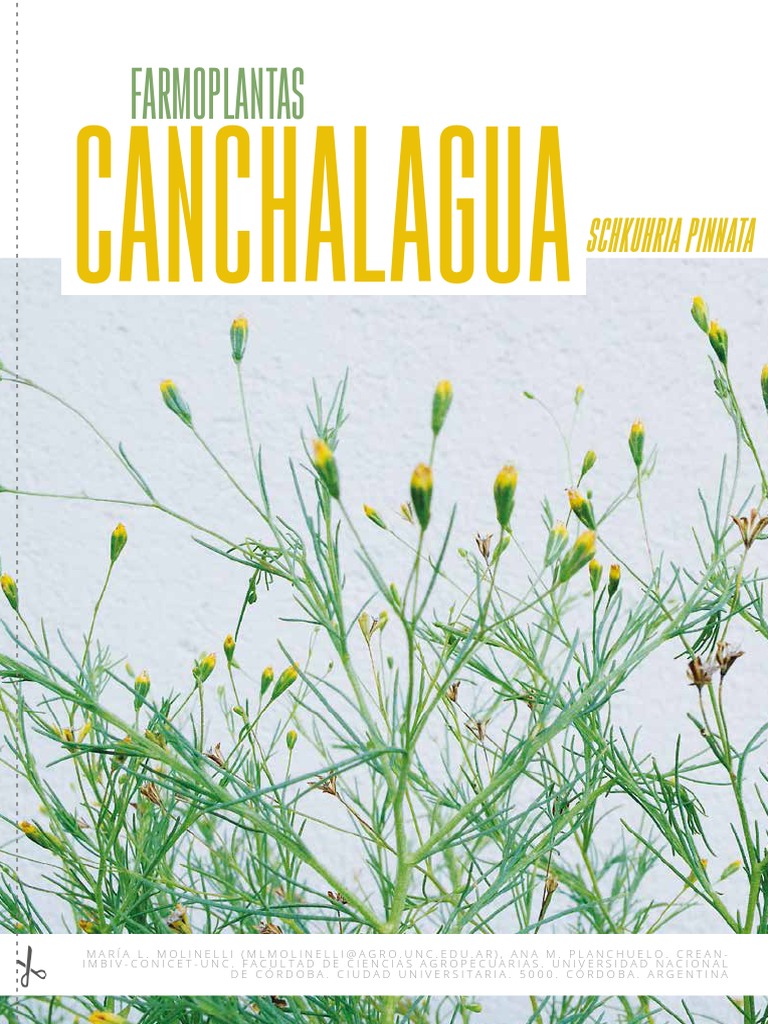 Molinelli - Planchuelo. Canchalagua, Schkuhria Pinnata. BIFASE | PDF ... Molinelli - Planchuelo. Canchalagua, Schkuhria Pinnata. BIFASE | PDF ...