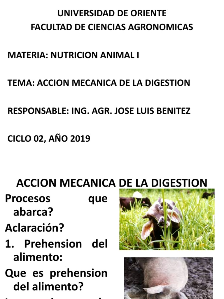 Digestión Mecánica en Animales | PDF | Esófago | Fisiologia Animal