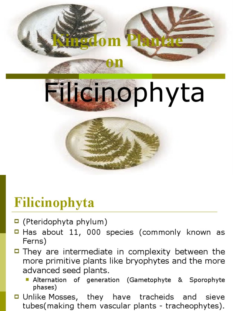 Characteristics and Life Cycle of Ferns | PDF | Home & Garden ...