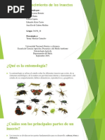 Ciclo de Vida de Insectos por Metamorfosis | PDF