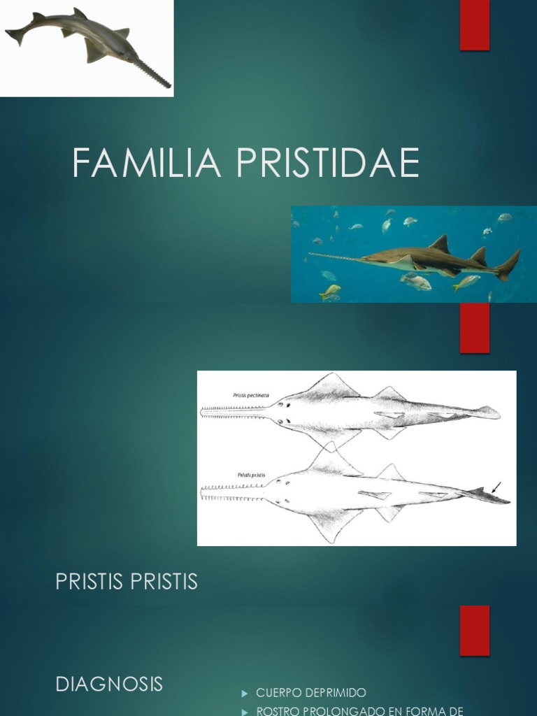 Familia Pristidae | PDF | Colombia | Naturaleza