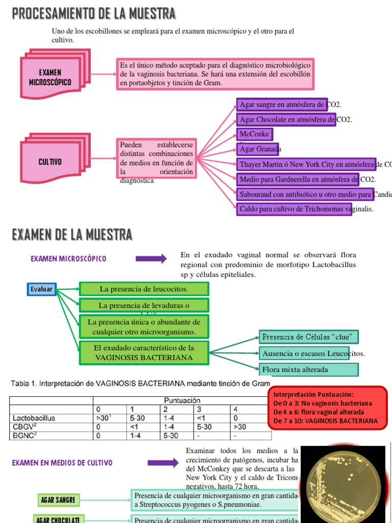 Protocolo Secrecion Vaginal | PDF | Microbiología | Patologia clinica