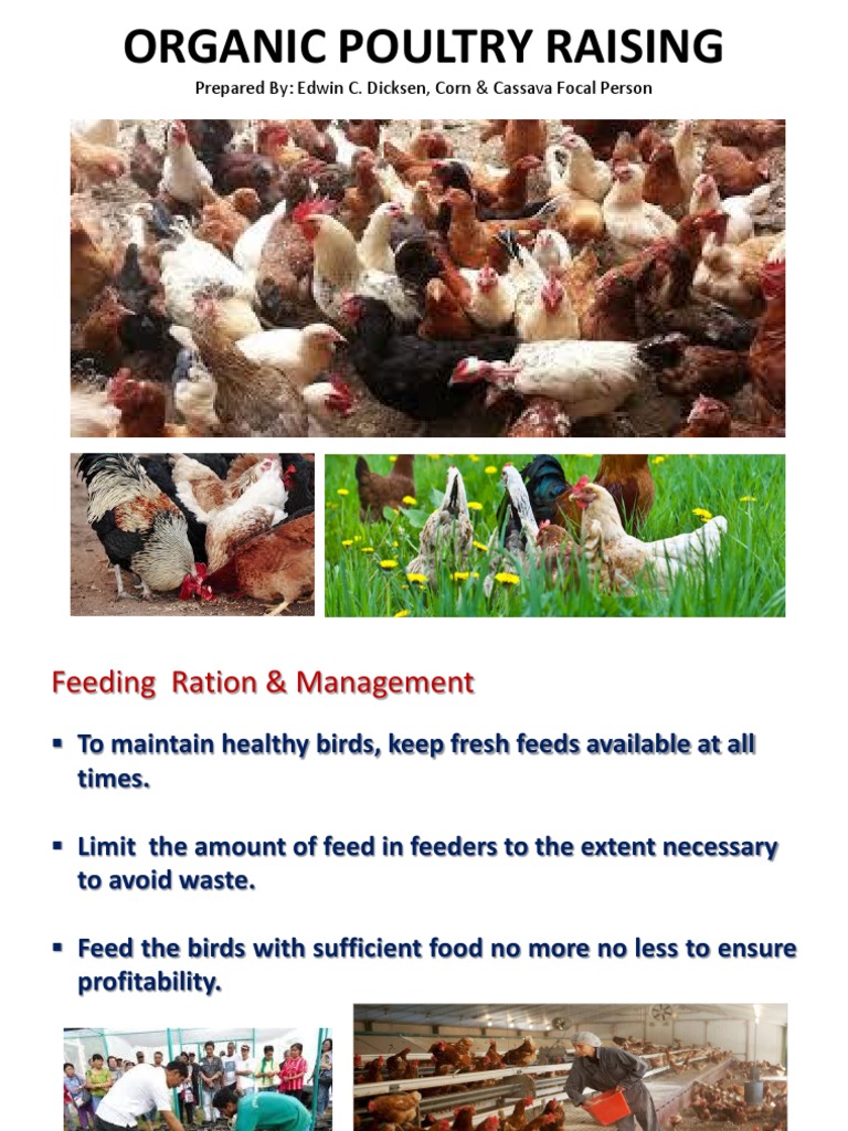 Organic Poultry Raising: Prepared By: Edwin C. Dicksen, Corn & Cassava ...