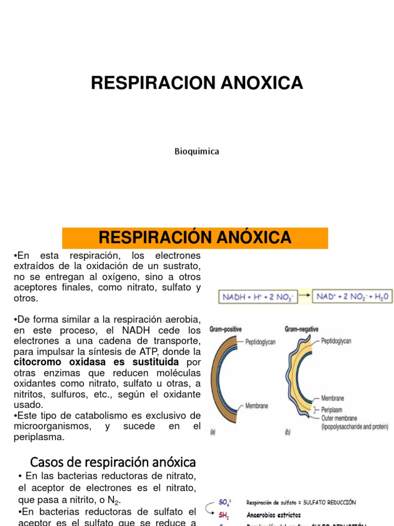 Respiracion Anoxica.2 | PDF | Sustancias químicas | Ciencias fisicas