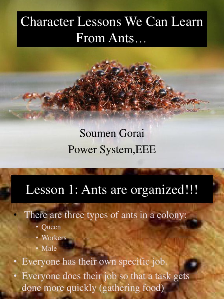 Lessons from Ants on Teamwork | PDF | Language Arts & Discipline