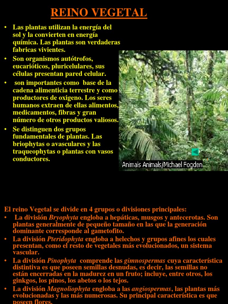 Reino Vegetal y Su Clasificacion | PDF | Plantas | Flores