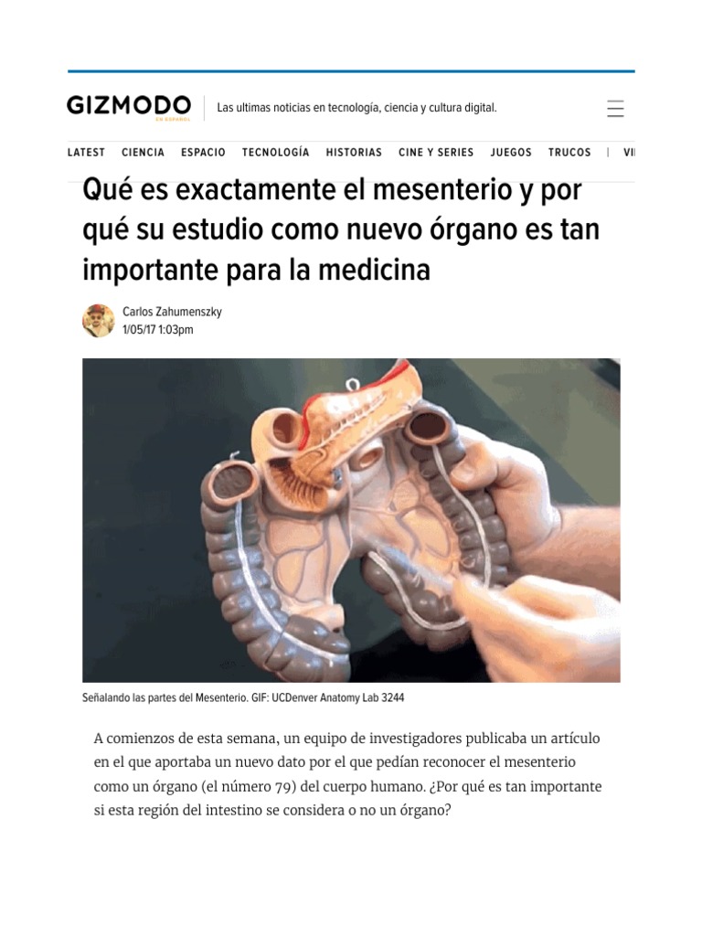 Qué Es Exactamente El Mesenterio y Por Qué Su Estudio Como Nuevo Órgano ...