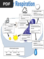 Bio - Cells - Amoeba Sisters Intro KEY | PDF | Cell (Biology) | Eukaryotes