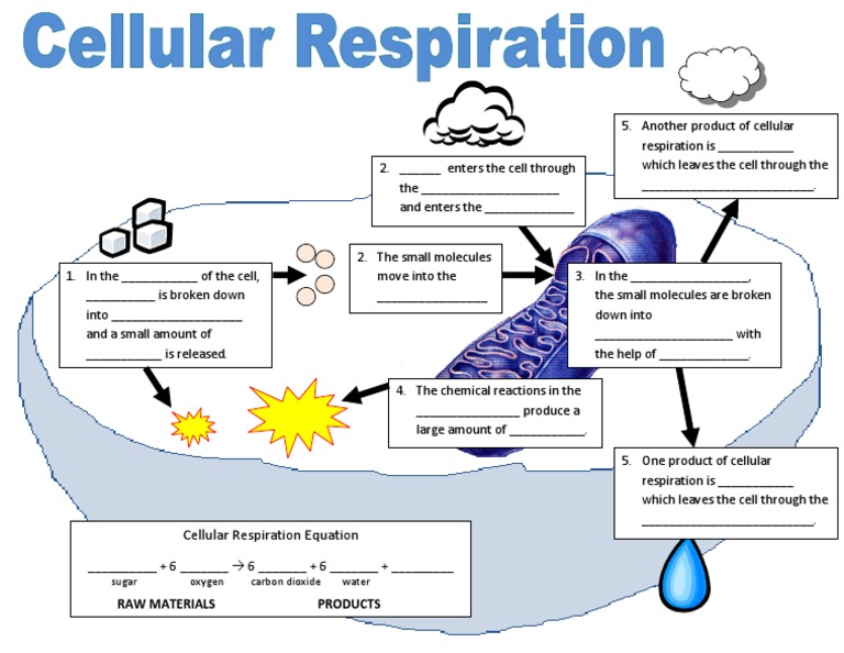 Cellular Respiration Flow Chart Guide | PDF