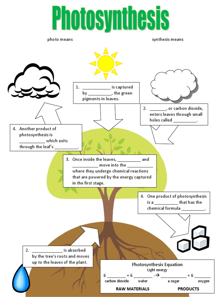 Photosynthesis Flowchart | PDF | Science & Mathematics