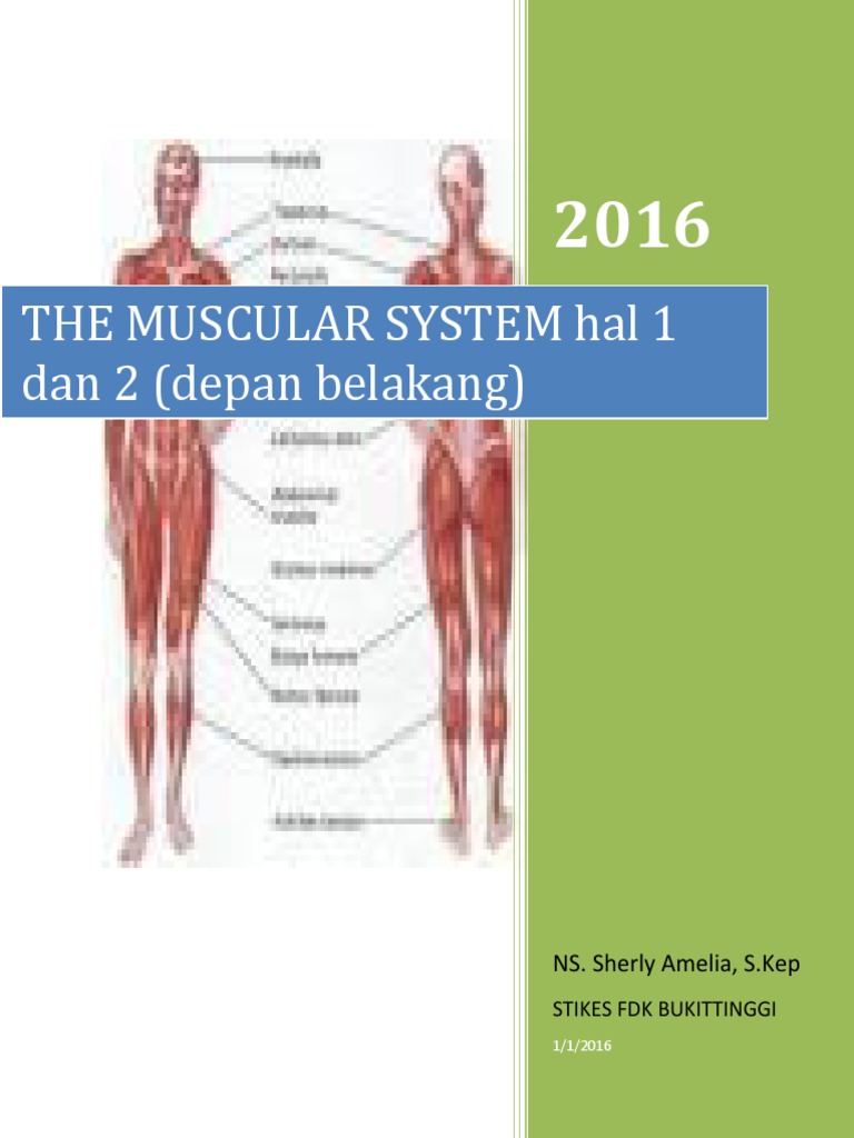 The Muscular System Hal 1 Dan 2 (Depan Belakang) : NS. Sherly Amelia, S ...