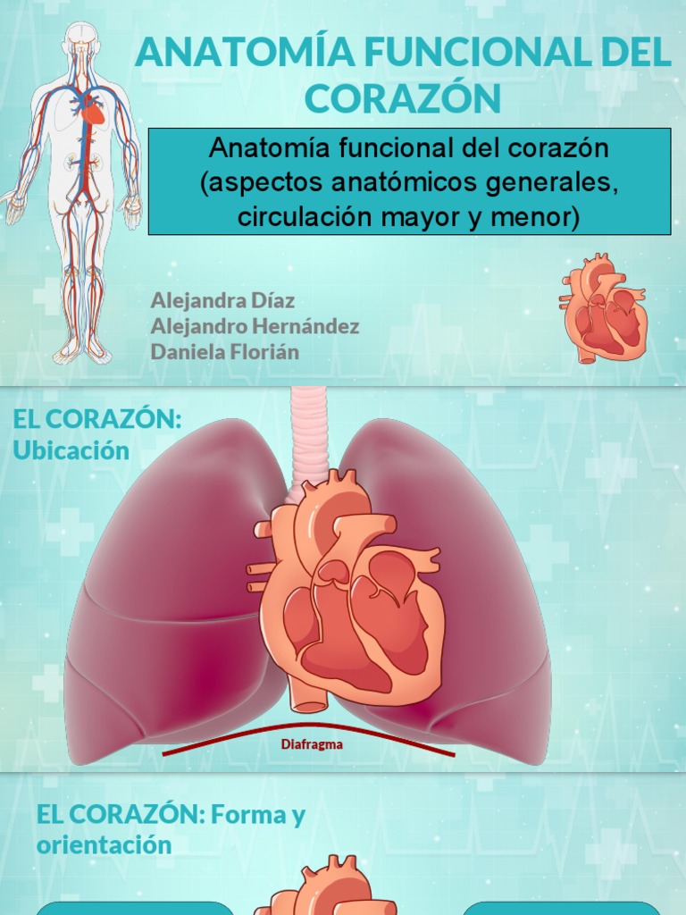 Anatomía Funcional Del Corazón - Caso | PDF | Corazón | Pulmón