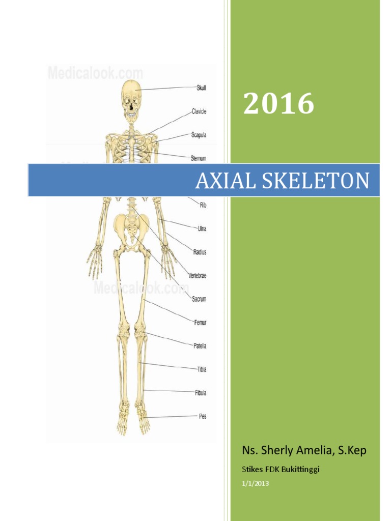 Axial Skeleton | PDF