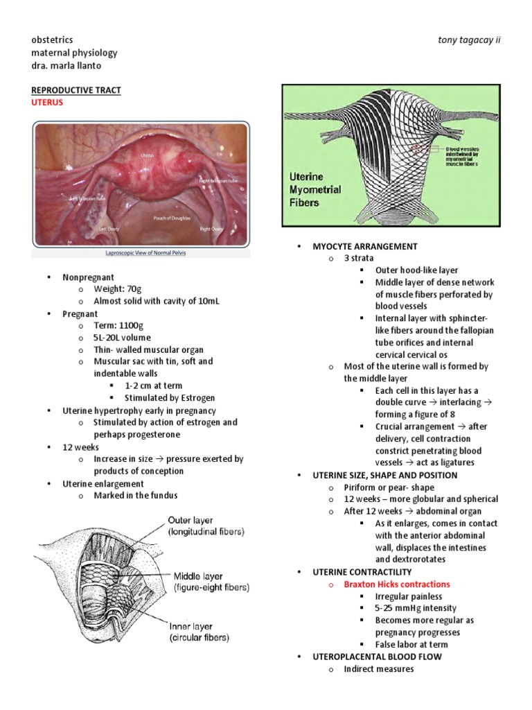Maternal Physiology | PDF | Blood Vessel | Blood Pressure