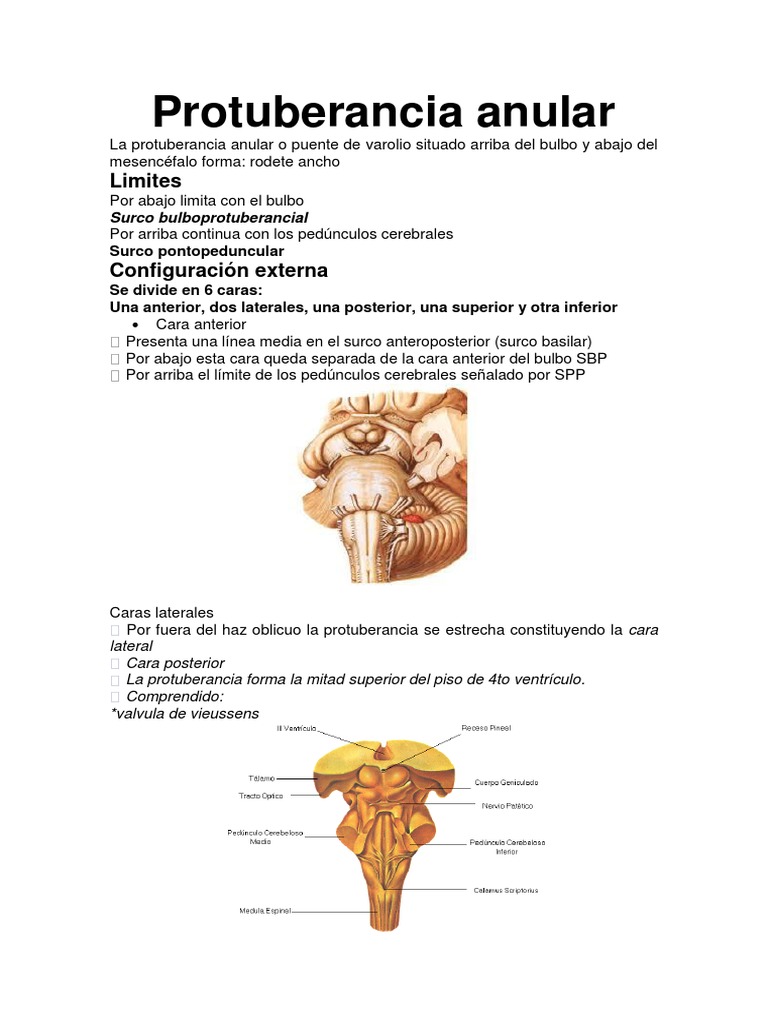 Protuberancia Anular y SD Pontinos | PDF | Anatomía humana | Sistema ...