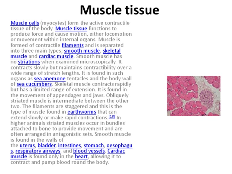 Muscle Tissue | PDF