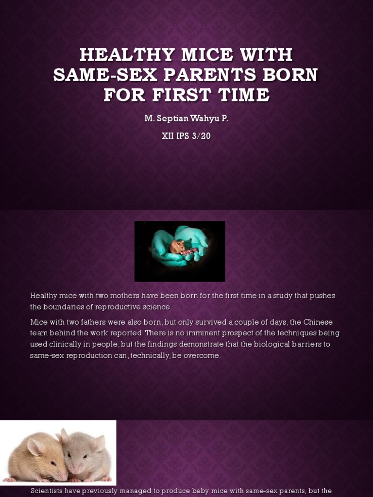Healthy Mice With Same-Sex Parents Born For First | PDF | Genetics | Embryo
