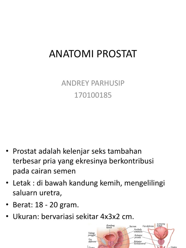 Anatomi Prostat | PDF | Ilmu Sosial | Kesehatan Holistik