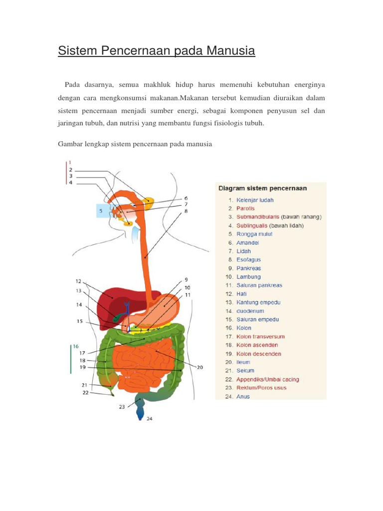 Diagram dan Penjelasan Pencernaan Manusia | PDF