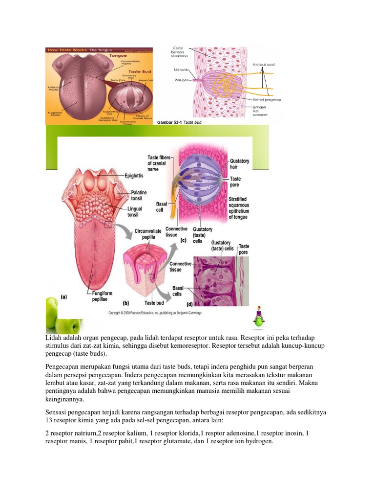 Mekanisme Pengecapan Dan Salivasi | PDF