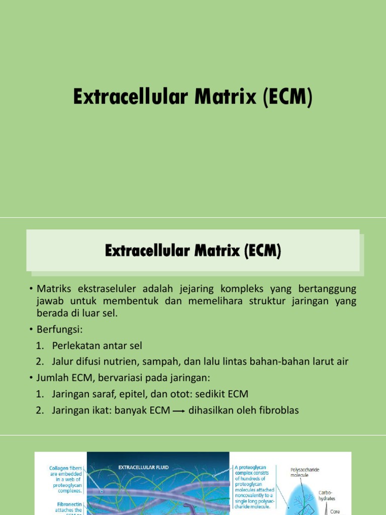 Extracellular Matrix (ECM) | PDF