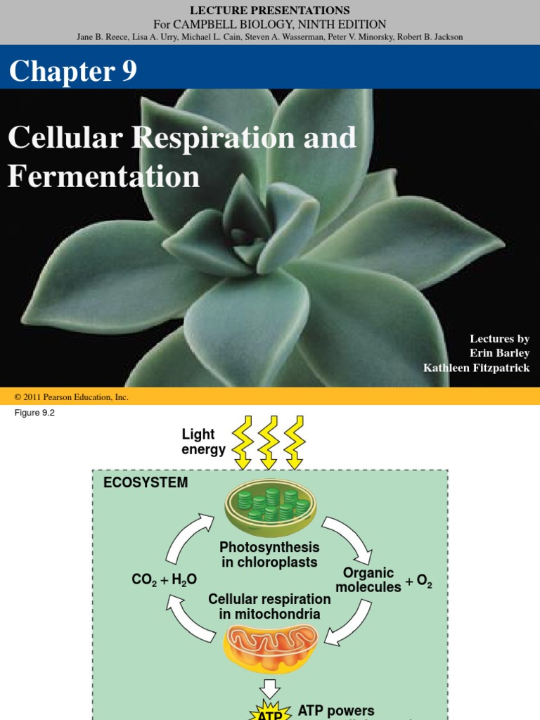 Cellular Respiration and Fermentation: For Campbell Biology, Ninth ...
