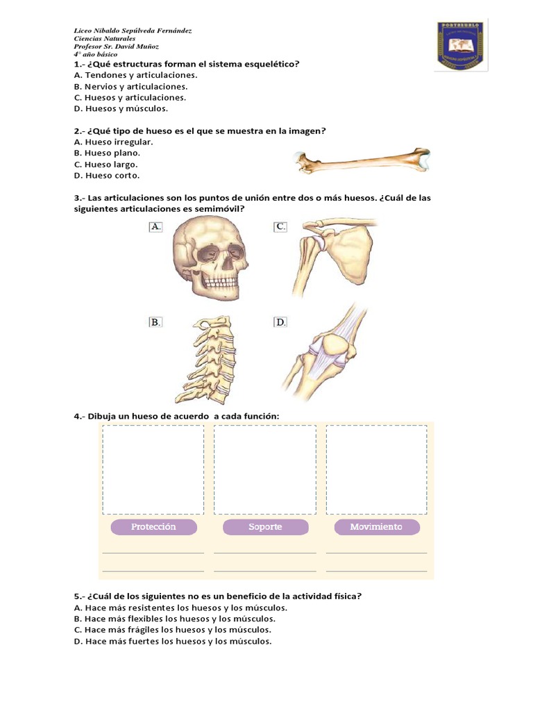 Prueba Sistema Locomotor 4° Básico | PDF | Deportes y actividades al ...