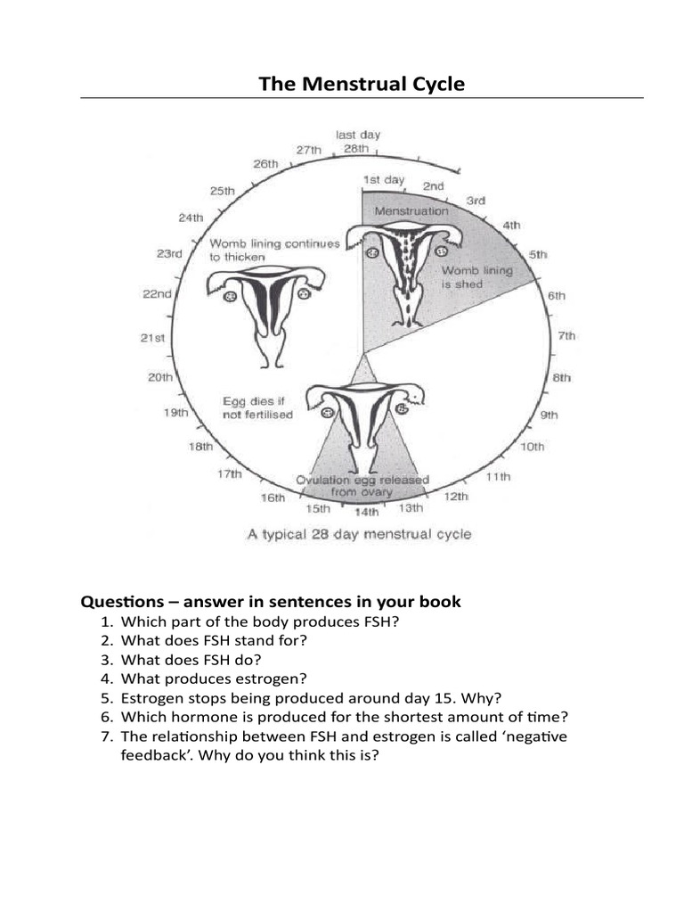 The Menstrual Cycle: Questions - Answer in Sentences in Your Book | PDF The Menstrual Cycle: Questions - Answer in Sentences in Your Book | PDF