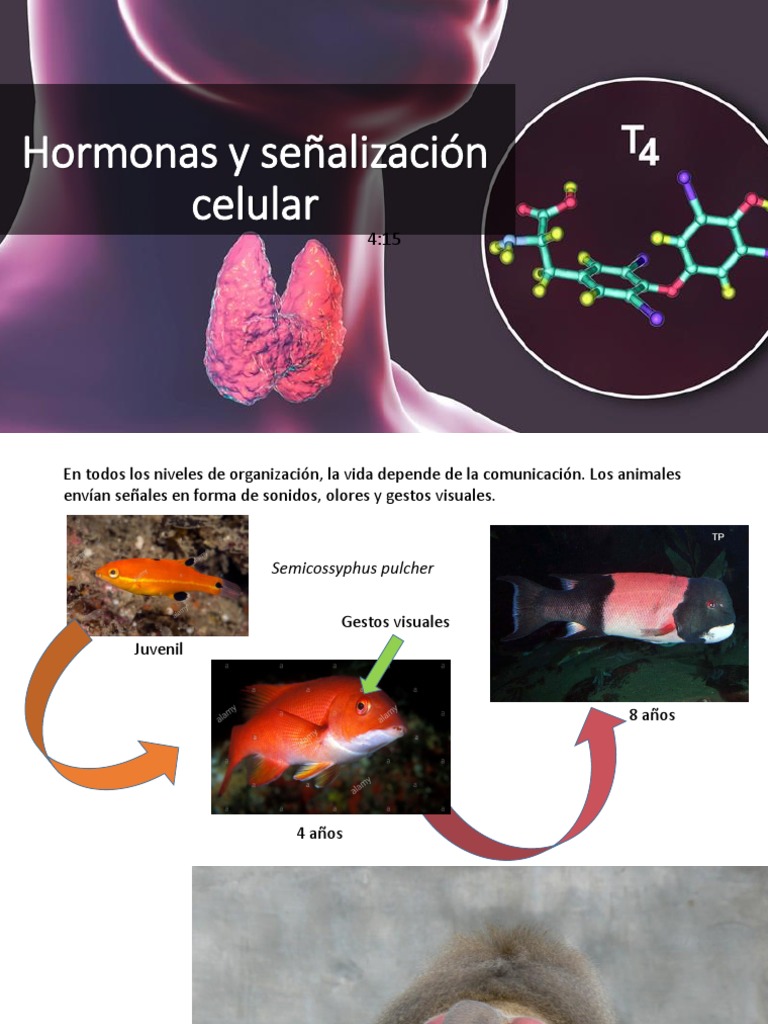 Clase6 - Hormonas y Señalización Celular | PDF | Hormona | Transducción ...