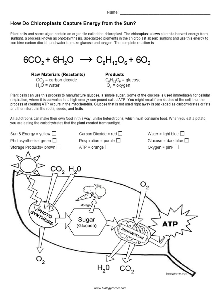 Photosynthesis Coloring 1 | PDF | Photosynthesis | Chloroplast