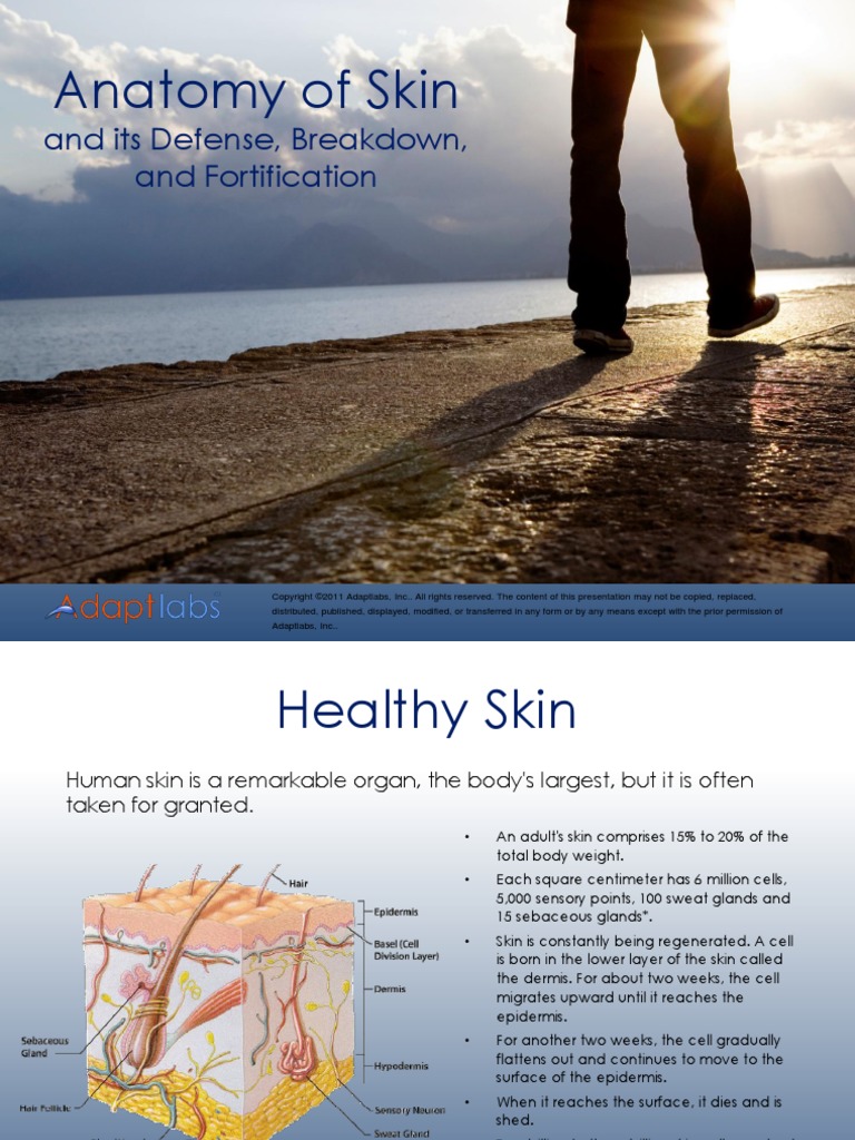 Anatomy of Skin: and Its Defense, Breakdown, and Fortification | PDF ...