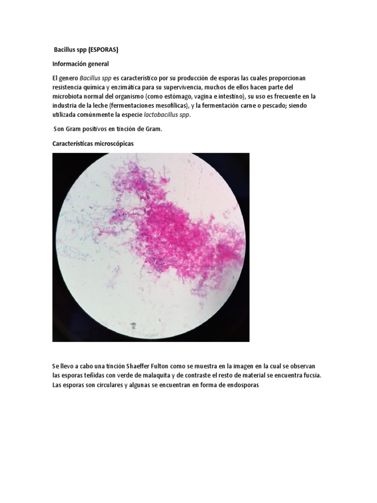 Características y morfología de Bacillus spp | PDF