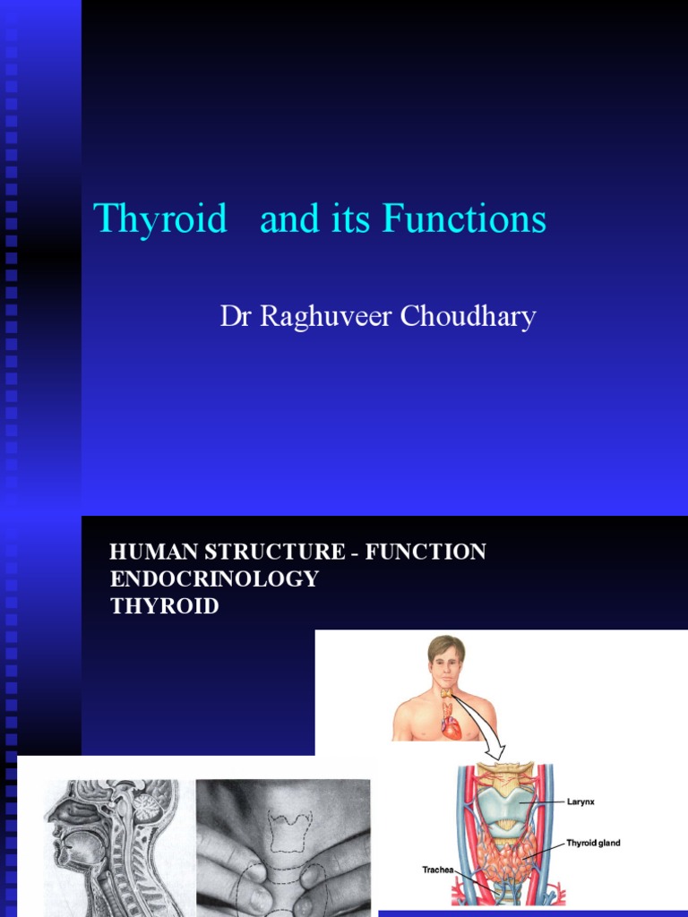 Thyroid Hormone Synthesis Overview | PDF | Human Anatomy | Thyroid