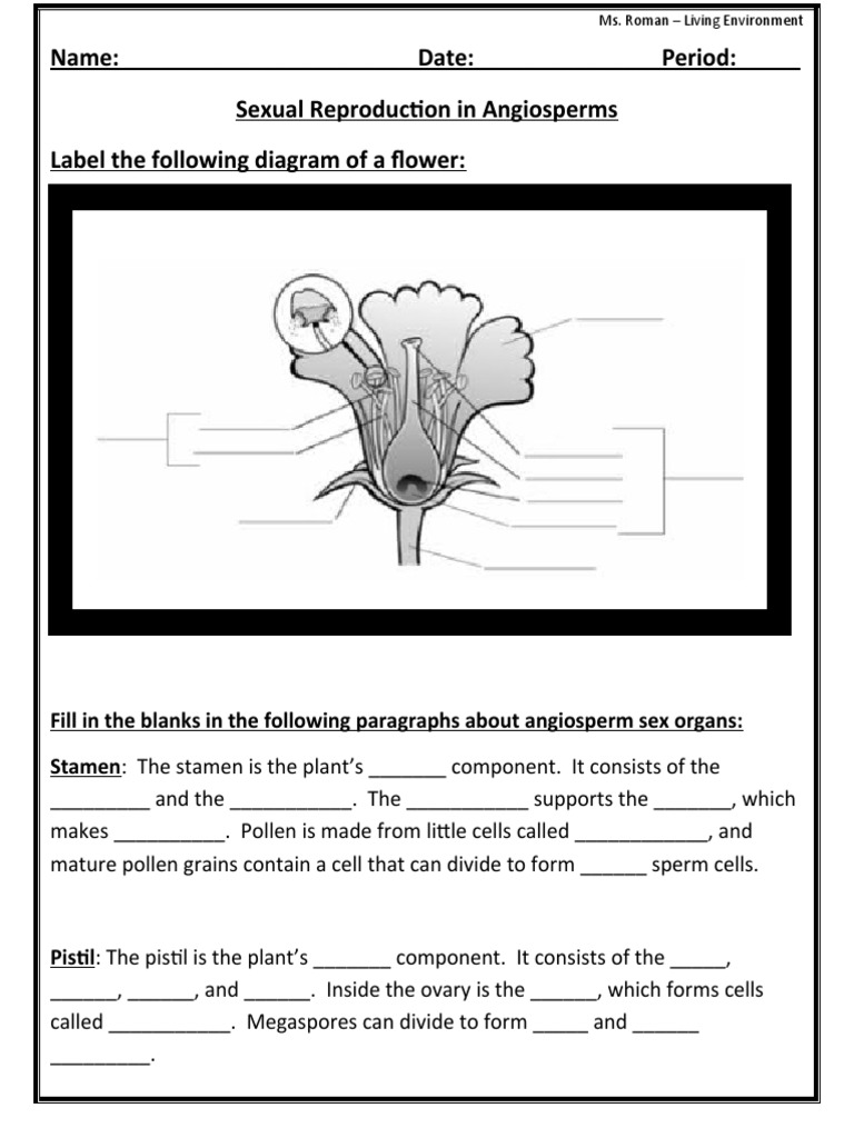 Angiosperm Worksheet | PDF