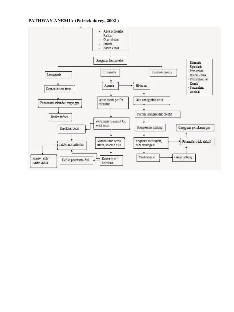 Pathway Anemia | PDF