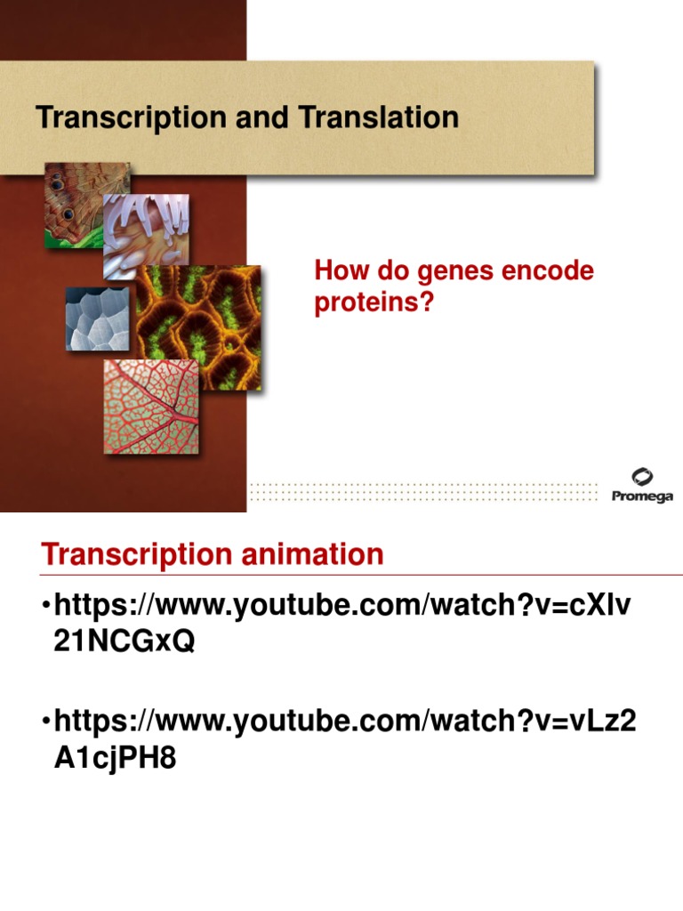 Lecture On Transcription and Translation | PDF | Translation (Biology ...